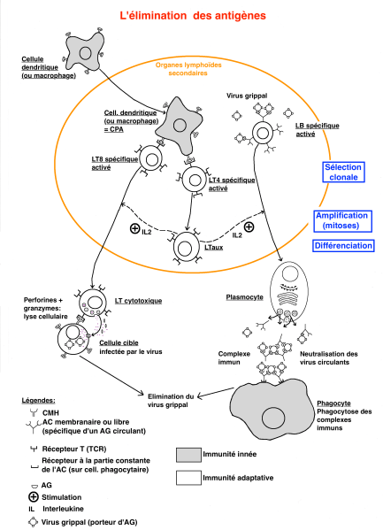 Spécialité première: le fonctionnement du système immunitaire humain ...